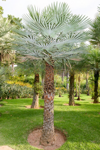 Copernicia alba (Caranday Palm): A comprehensive Growing Guide for Ent ...