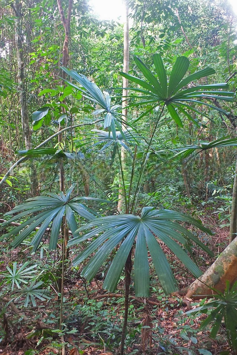 Lanonia centralis: A comprehensive Growing Guide for Enthusiasts & Col ...