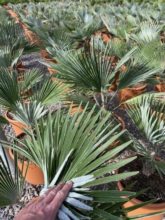 Trachycarpus princeps (Stone Gate Palm): A comprehensive Growing Guide ...