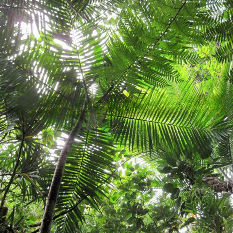 Veitchia simulans: A comprehensive Growing Guide for Enthusiasts & Col ...