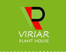 Pinanga rivularis: A comprehensive Growing Guide for Enthusiasts & Col ...