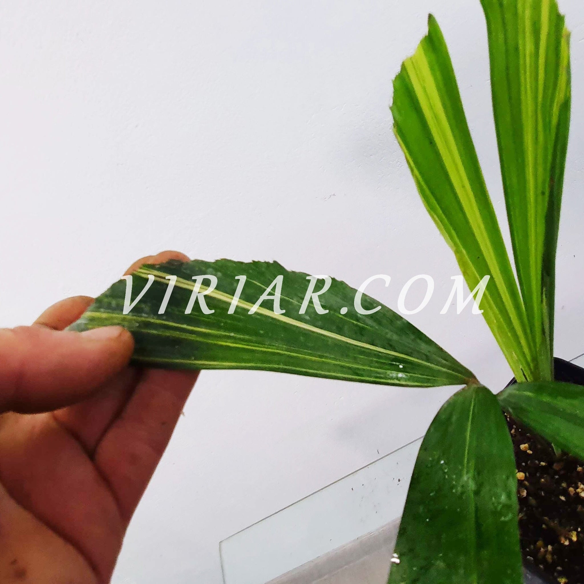 Caryota mitis 'Variegata' - Variegated Fishtail Palm - 15- 25 cm plant ...