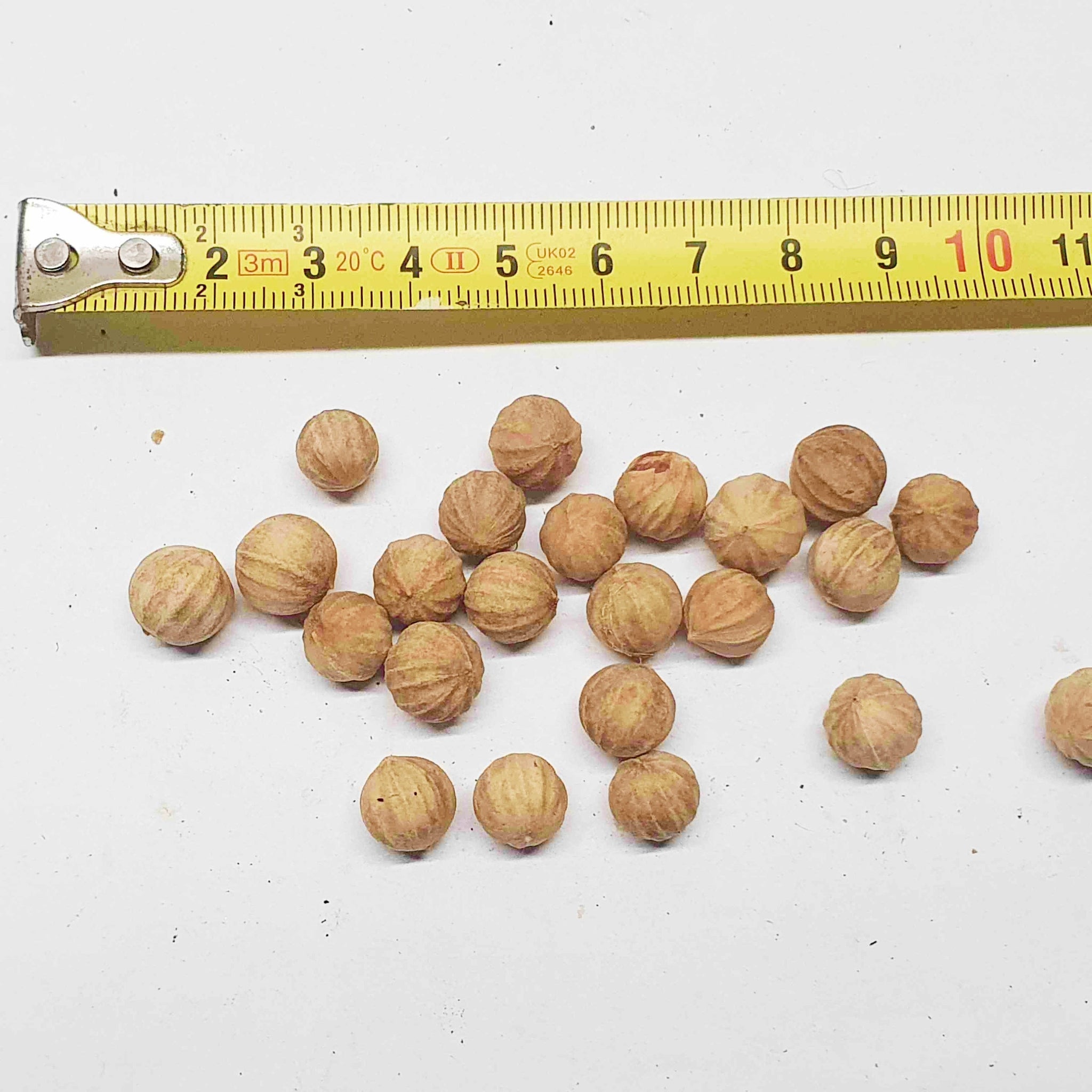 Licuala grandis - Vanuatu - Fan Palm, Palas Palm - 10 fresh seeds – VIRIAR