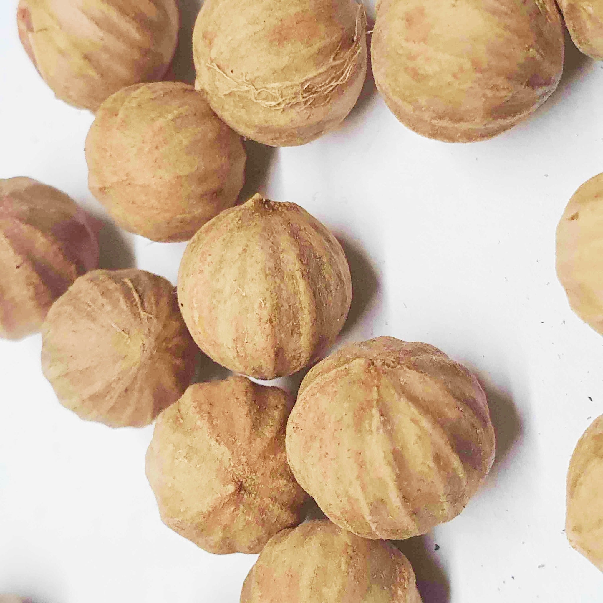 Licuala grandis - Vanuatu - Fan Palm, Palas Palm - 10 fresh seeds – VIRIAR