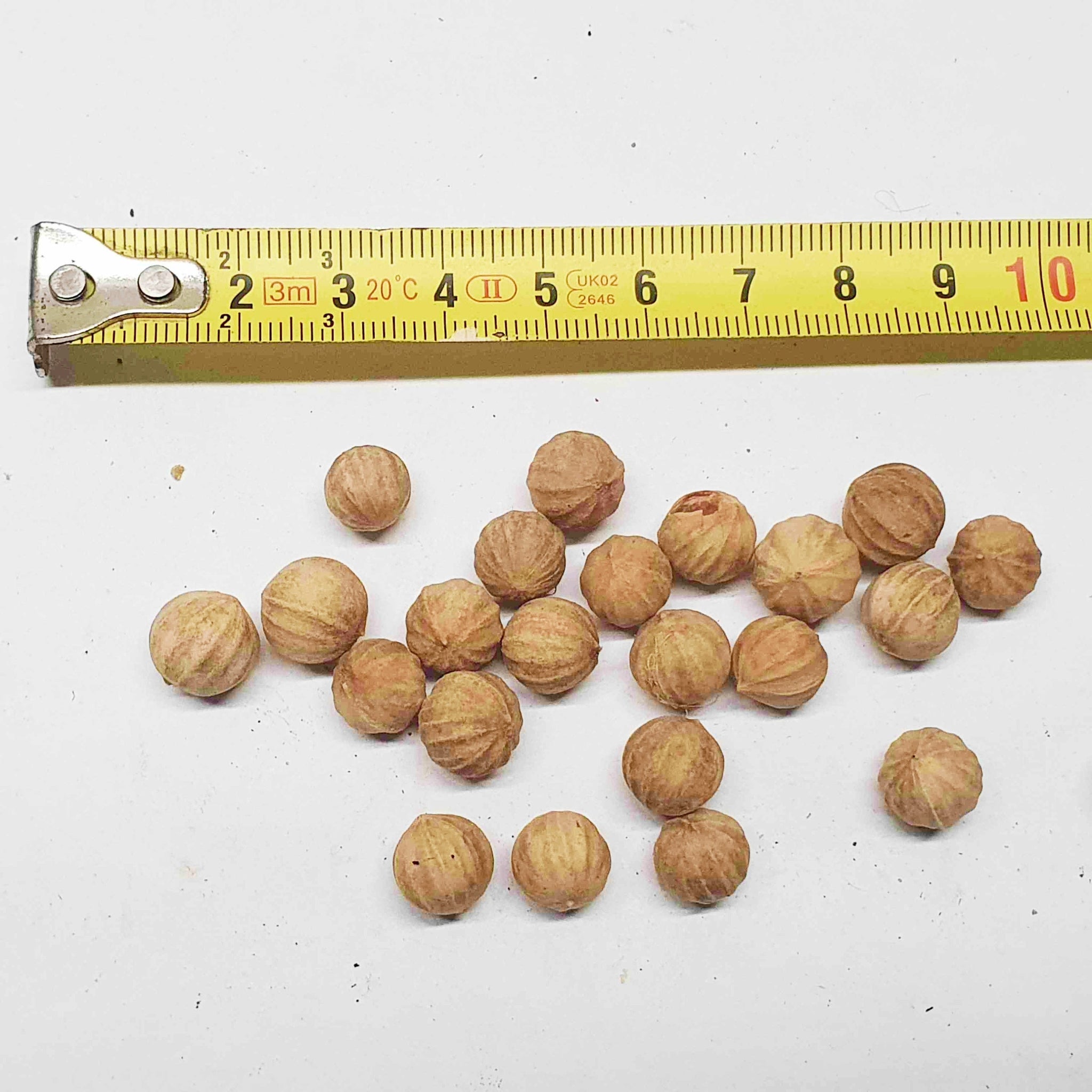 Licuala grandis - Vanuatu - Fan Palm, Palas Palm - 10 fresh seeds – VIRIAR